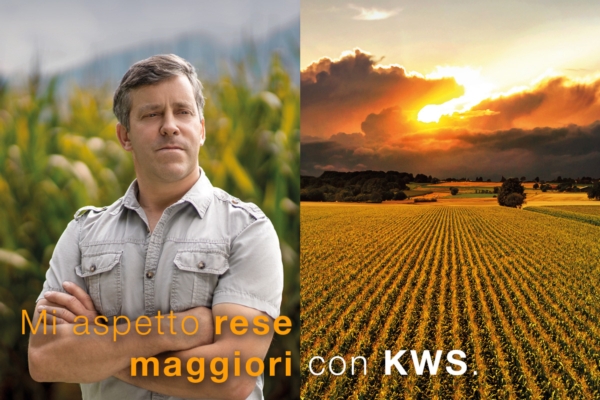 Mais, con Kws ibridi ad alte prestazioni - Agronomia - AgroNotizie
