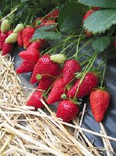 Fragola, diffuse 5 nuove varietà dalla ricerca pubblica italiana ...
