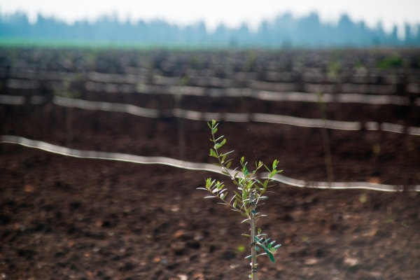 Olivo e microirrigazione: le soluzioni di Rivulis - Agrimeccanica ...