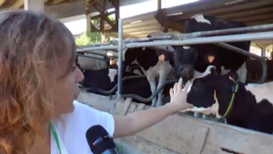 Con il collare Heatime HR l'allevamento diventa di precisione ...