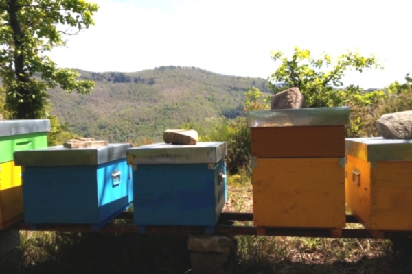L'Abruzzo apre il bando per gli apicoltori hobbisti - Zootecnia ...