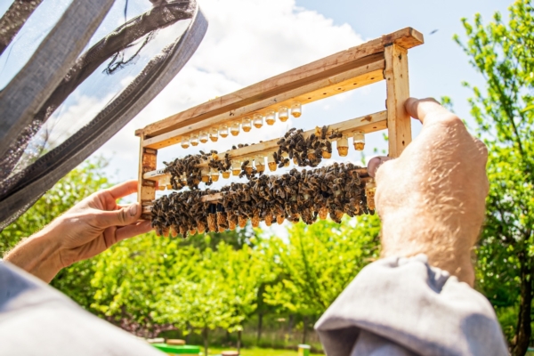 Api regine, qual è il cupolino migliore per allevarle? - Zootecnia ...