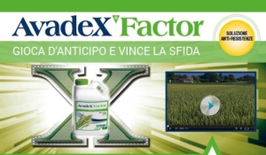 Avadex Factor, il diserbo di pre-emergenza sul frumento conviene! - Difesa e diserbo - AgroNotizie