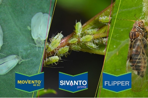 Frutteti, difenderli dai sucking pests - Difesa e diserbo - AgroNotizie