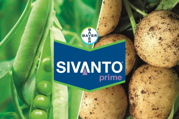 Sivanto Prime: estensione su pisello e patata - Difesa e diserbo ...