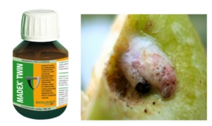 Virus bifunzionale - Difesa e diserbo - AgroNotizie