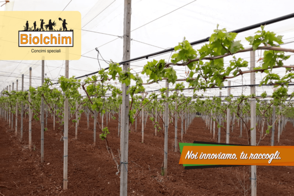 Frutta, come favorire il risveglio vegetativo - Fertilizzazione ...