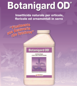 Botanigard OD, l'evoluzione della Beauveria bassiana - Difesa e diserbo ...