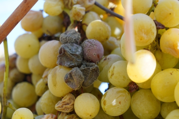 Come si difende il vigneto dalla muffa grigia - Difesa e diserbo ...