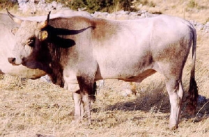 Mostra nazionale dei bovini di razza Podolica - Zootecnia - AgroNotizie