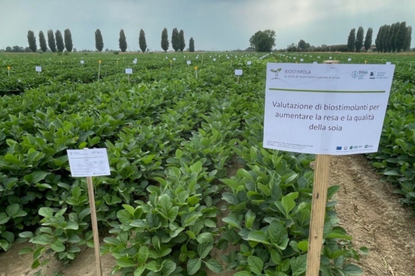 Le potenzialità dei biostimolanti - Fertilizzazione - AgroNotizie