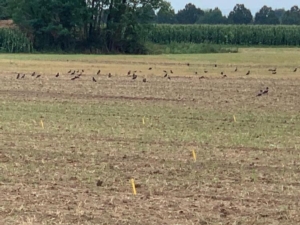 Danni da uccelli su mais: strategie di difesa - Difesa e diserbo ...