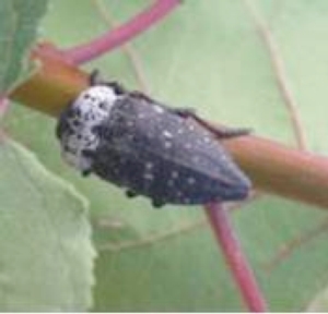 Il capnode delle drupacee: conoscerlo per controllarlo - Difesa e ...