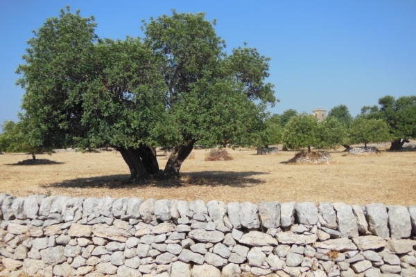 Coltivare il carrubo anche senza acqua - Agronomia - AgroNotizie