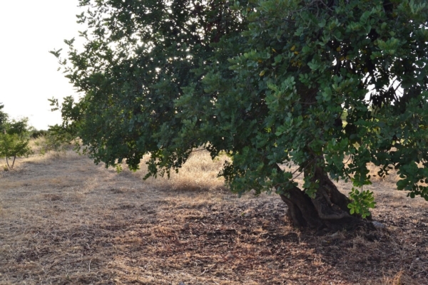 EVENTO - Il carrubo tra tradizione e innovazione - Agronomia - AgroNotizie