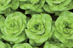 Niente malerbe, solo insalate - Difesa e diserbo - AgroNotizie