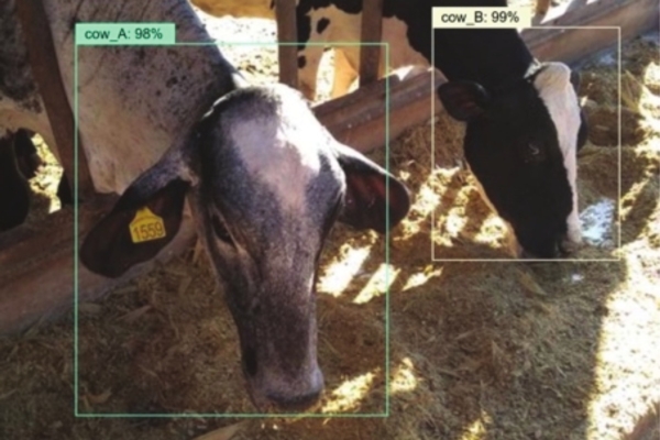 Ia in stalla, ecco il futuro della zootecnia - Zootecnia - AgroNotizie