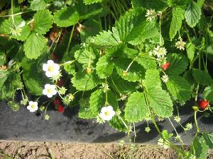 Fragole, fragoline e fragoline di bosco - Difesa e diserbo - AgroNotizie