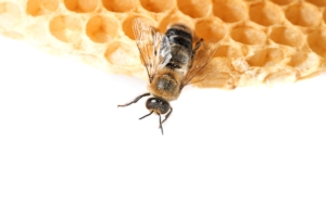 I fuchi nel piatto (parte prima) - Zootecnia - AgroNotizie