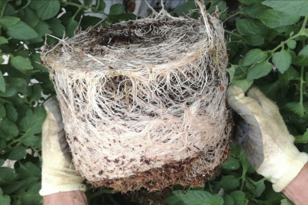 Sostenere le colture orticole sin dal trapianto - Fertilizzazione ...