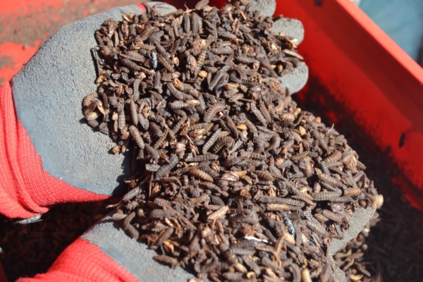 Fertilizzanti: la nuova frontiera del frass - Fertilizzazione - AgroNotizie