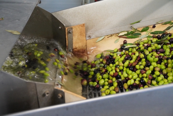 Olivo, le foglie sono utili in frantoio? - Economia e politica ...
