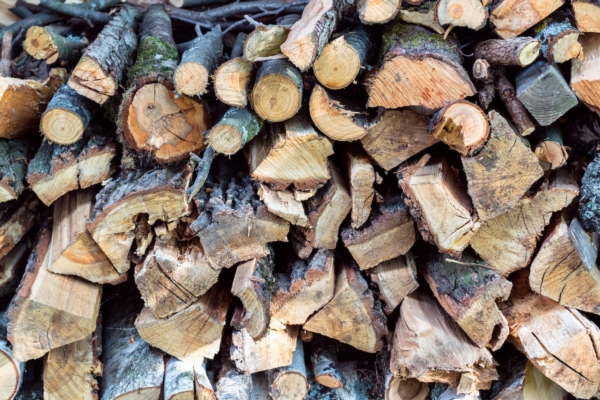 Prelievo di legna nei boschi, come comportarsi? - Economia e politica ...