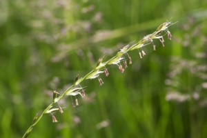 Loietto, foraggio top per animali di qualità - Agronomia - AgroNotizie