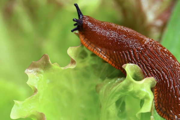 Sluxx HP, lo strumento di nuova concezione per il biocontrollo delle ...