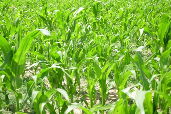 Agea sbarca sulla Piattaforma Digitale Nazionale Dati - Economia e ...