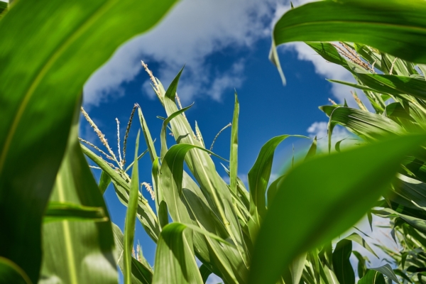 Mais: le strategie per future sfide del settore - Agronomia - AgroNotizie