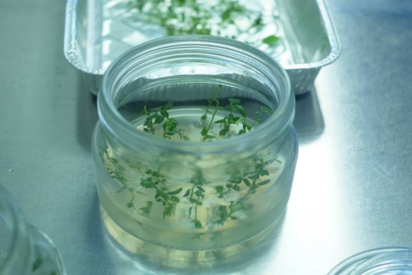 Sfide comuni nei laboratori di micropropagazione - Agronomia - AgroNotizie