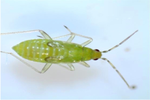 Insetti utili ma imprevedibili: il caso del Nesidiocoris tenuis ...