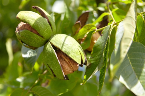 EVENTO - Sperimentazioni sul noce da frutto - Difesa e diserbo ...