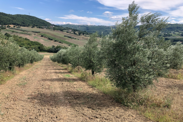 Olivo, nutrizione per aumentare resa e qualità - Fertilizzazione ...