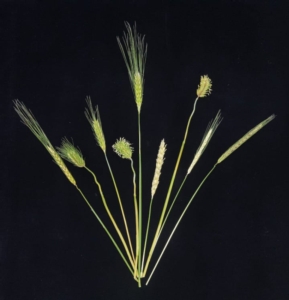 Orzo: la pianta che non ha paura dei cambiamenti climatici - Agronomia ...