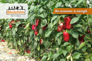 Come ottenere orticoltura di qualità - Fertilizzazione - AgroNotizie