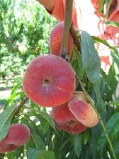 Pesche, cresce l'interesse per le varietà a frutto piatto - Agronomia ...
