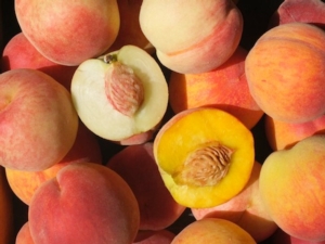 Pesca bianca o gialla? A dirlo è un gene - Agronomia - AgroNotizie