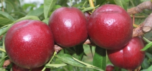 Pesche precoci e intermedie: incontro tecnico - Agronomia - AgroNotizie