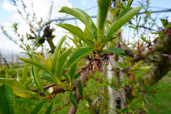 Proteggere le piante dall'irraggiamento solare - Fertilizzazione - AgroNotizie