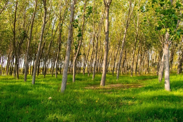 Pioppo, dieci consigli per iniziare a coltivarlo - Agronomia - AgroNotizie