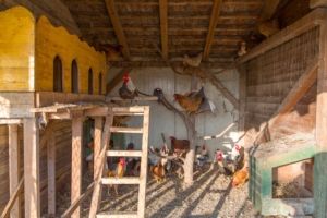 Pollaio fai da te, dieci regole per non sbagliare - Zootecnia - AgroNotizie