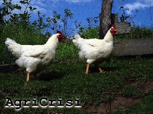 AgriCrisi - Polli e conigli, le due facce della crisi - Zootecnia ...