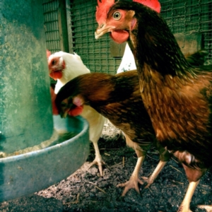 Seeds&Chips, zootecnia più produttiva con l'innovazione - Zootecnia ...