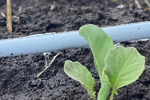 Rivulis: soluzioni per la microirrigazione a Eima 2024 - Agrimeccanica ...