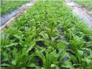 Rucola di IV gamma, tecniche innovative per il miglioramento ...