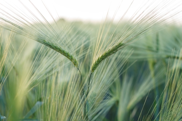 Quando la segale sostituisce il mais - Zootecnia - AgroNotizie