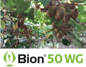 Estensione di Bion® 50 WG su actinidia - Difesa e diserbo - AgroNotizie