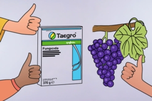 Taegro: fungicida di origine biologica di Syngenta - Difesa e diserbo ...